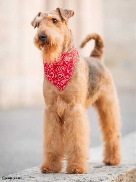 Airedale Terrier Coat Colors | Coats and Colors