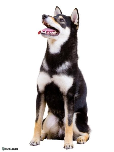 Countershading | Coats and Colors