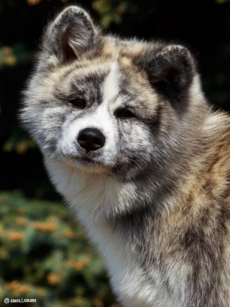 Urajiro | Coats and Colors