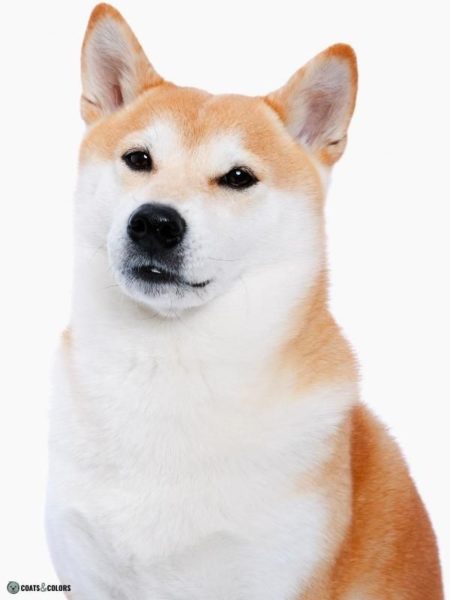 Urajiro | Coats and Colors