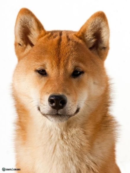 Urajiro | Coats and Colors