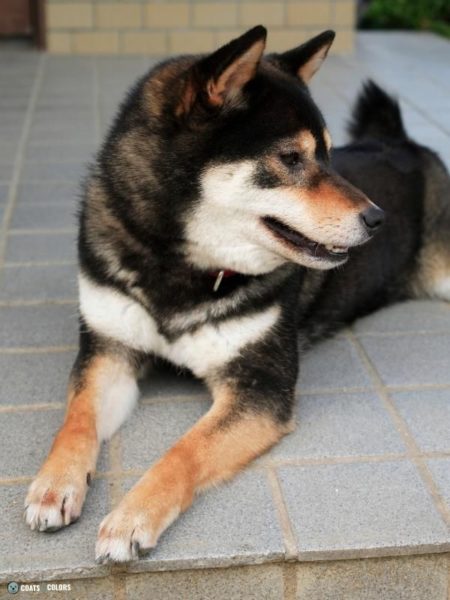 Urajiro | Coats and Colors