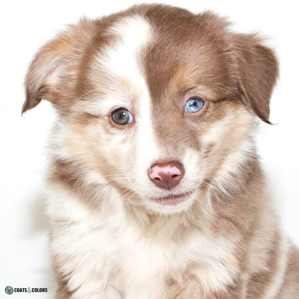 Blue Eyes In Dogs Coats And Colors