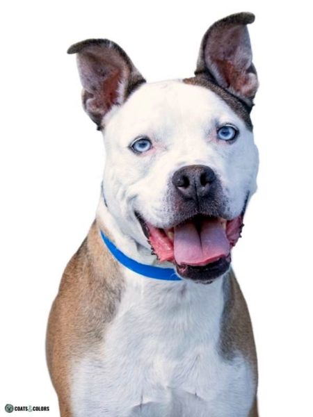 Blue Eyes in Dogs | Coats and Colors