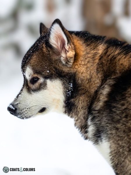 Alaskan Malamute Coat Colors | Coats and Colors