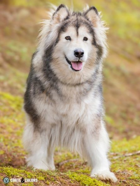 Alaskan Malamute Coat Colors | Coats and Colors