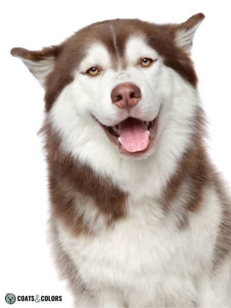 Alaskan Malamute Coat Colors | Coats and Colors