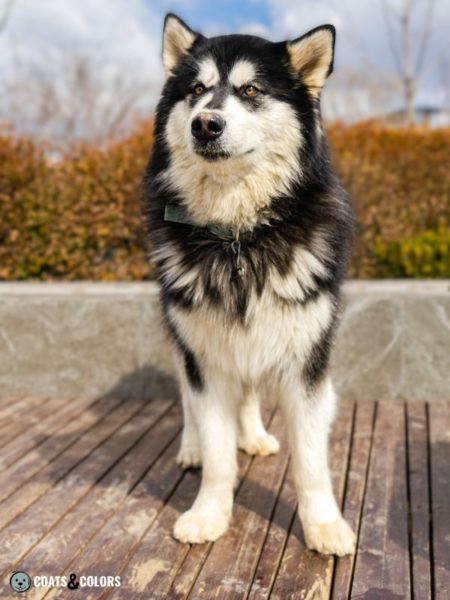 Alaskan Malamute Coat Colors | Coats and Colors