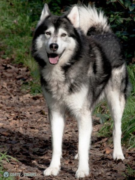 Alaskan Malamute Coat Colors | Coats and Colors