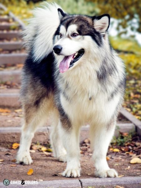 Alaskan Malamute Coat Colors | Coats and Colors