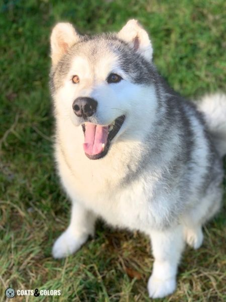 Alaskan Malamute Coat Colors | Coats and Colors