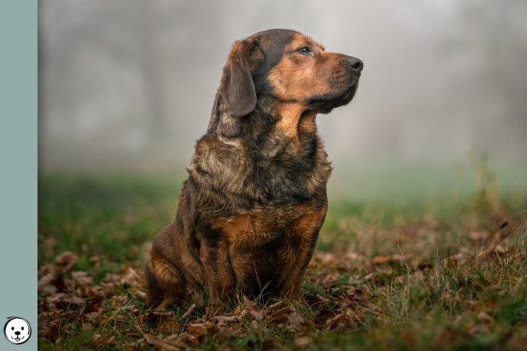 Alpine Dachsbracke Coat Colors | Coats and Colors