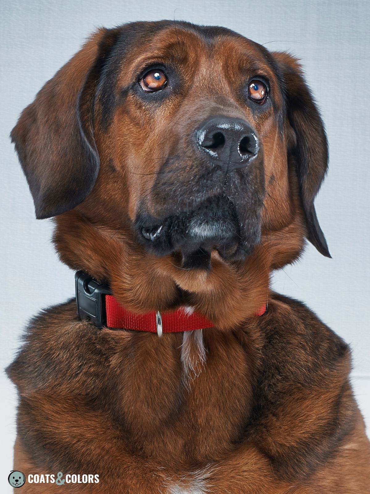 Alpine Dachsbracke Coat Colors | Coats and Colors