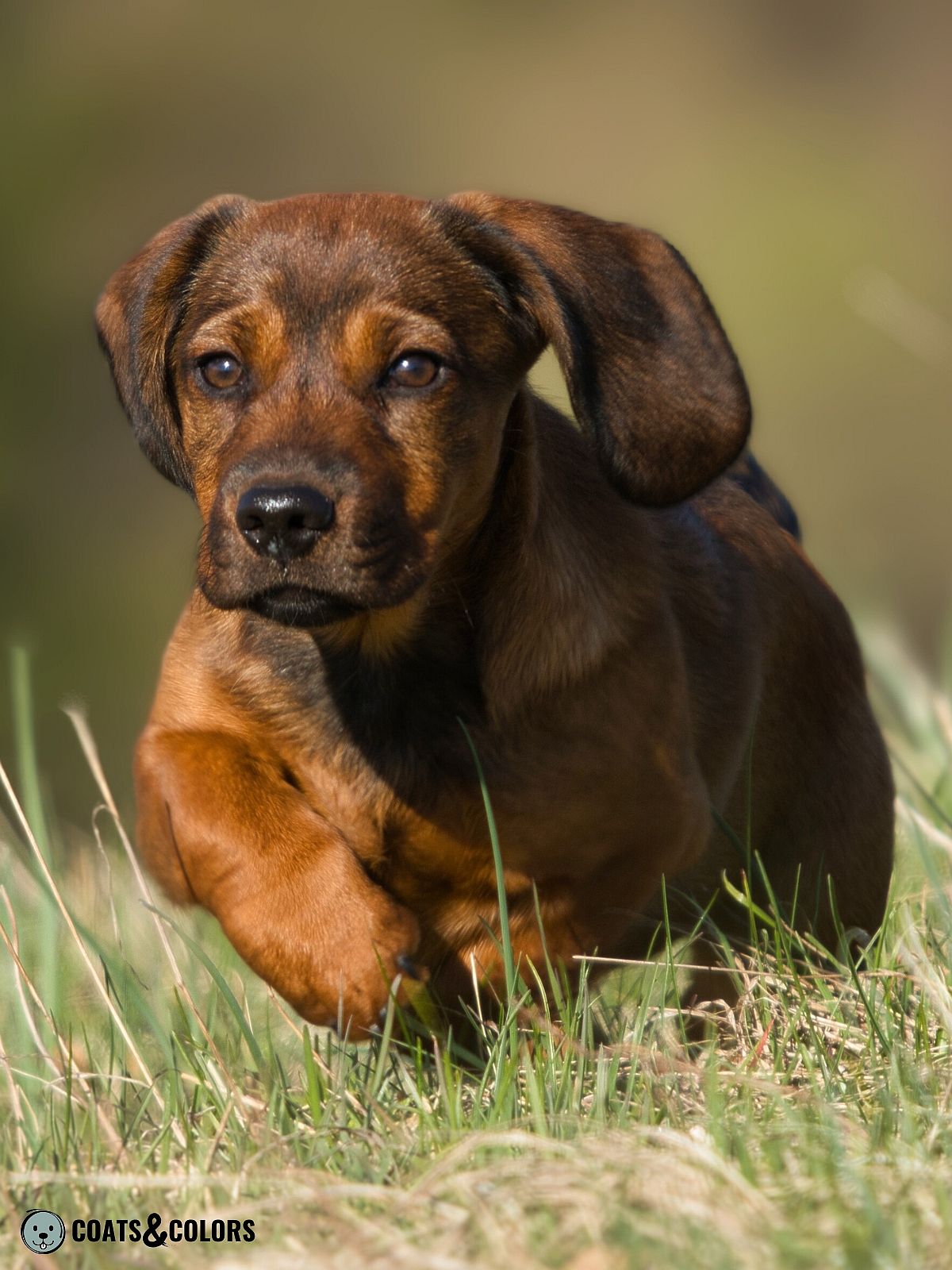 Alpine Dachsbracke Coat Colors | Coats and Colors