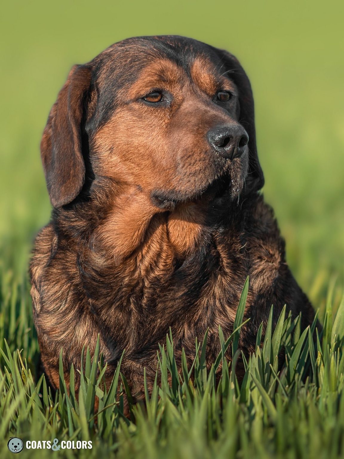 Alpine Dachsbracke Coat Colors | Coats and Colors