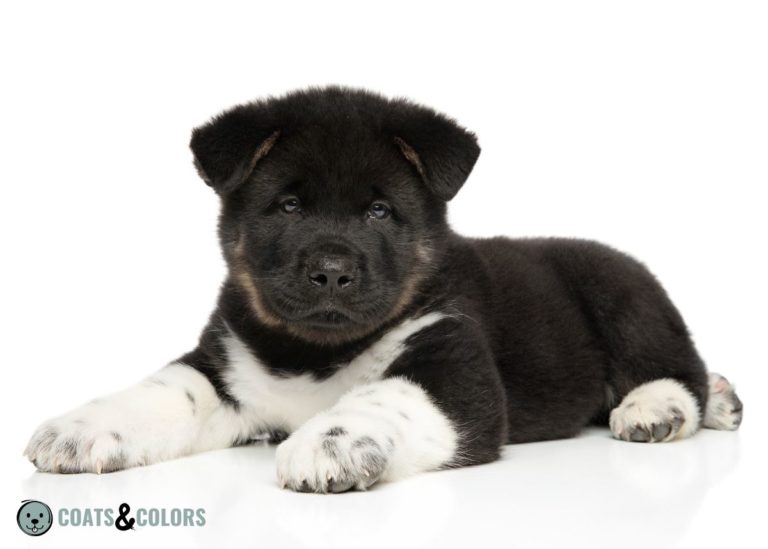 American Akita Coat Colors | Coats and Colors