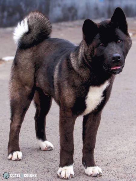 American Akita Coat Colors | Coats and Colors
