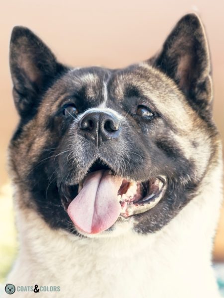 American Akita Coat Colors | Coats and Colors