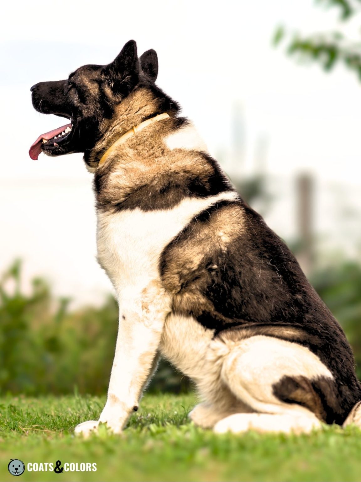 American Akita Coat Colors | Coats and Colors