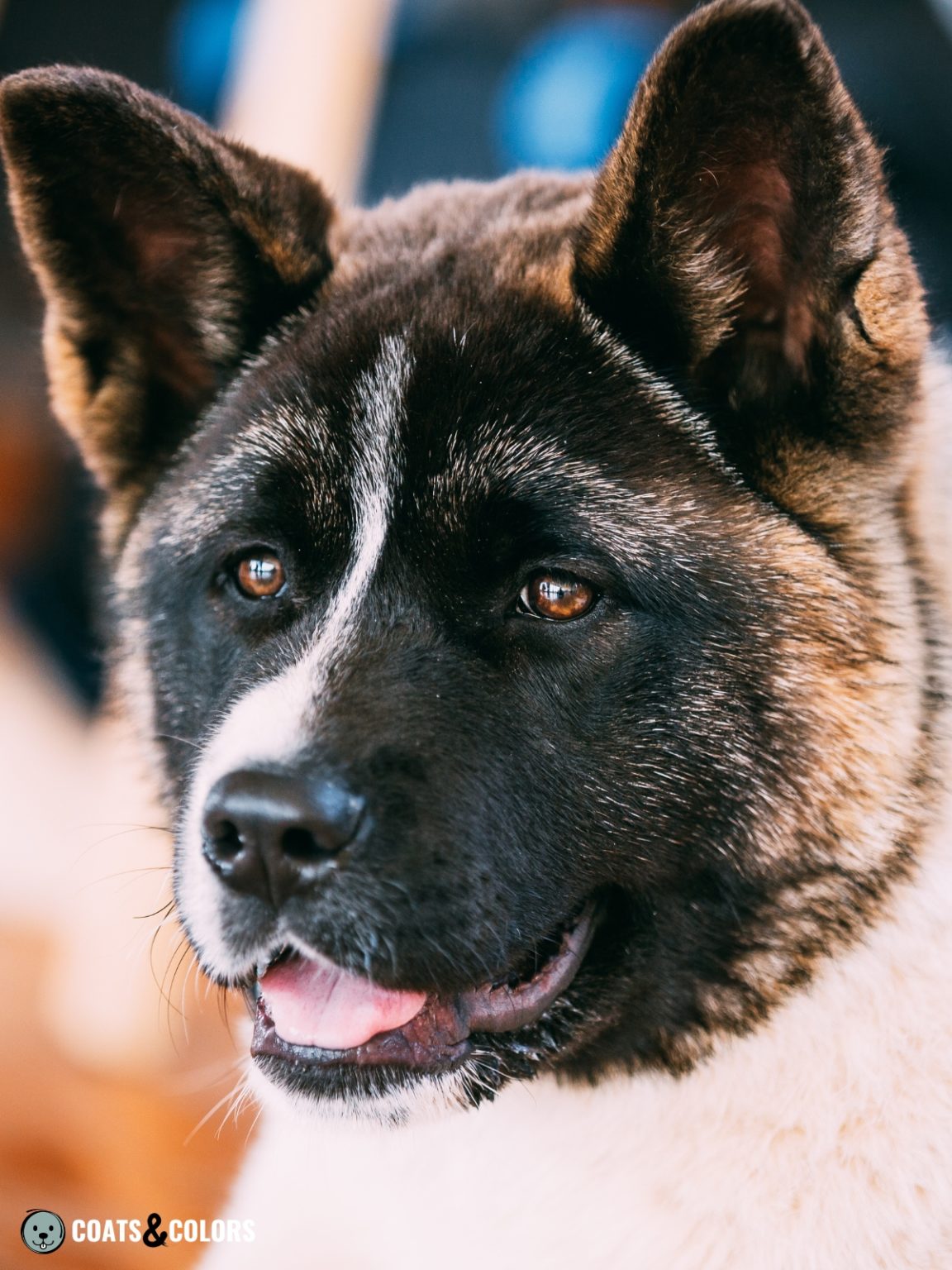 American Akita Coat Colors | Coats and Colors