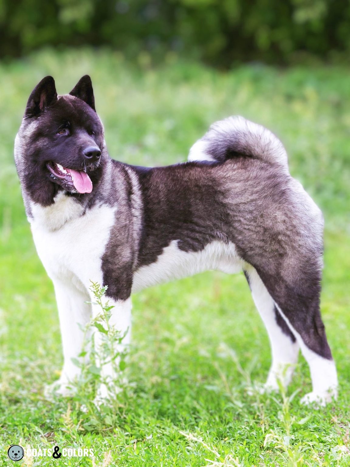 American Akita Coat Colors | Coats and Colors