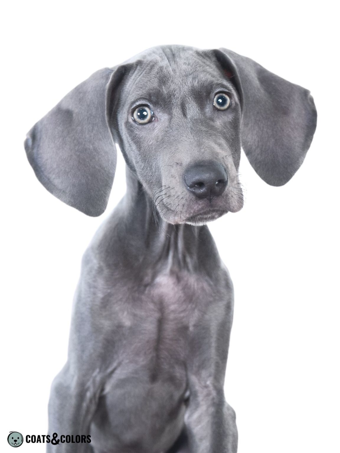Blue Weimaraner | Coats and Colors