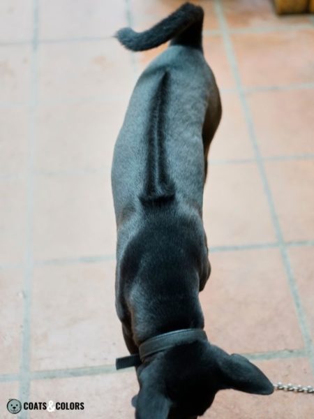 Understanding Ridgeback Genetics | Coats and Colors