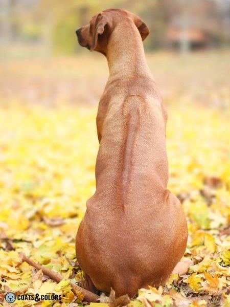Understanding Ridgeback Genetics | Coats and Colors