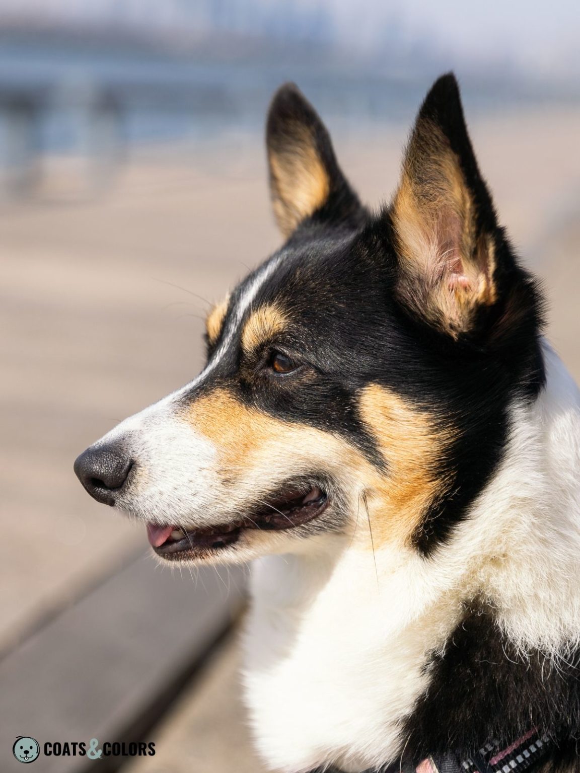 Pembroke Welsh Corgi Coat Colors | Coats and Colors