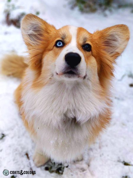 Pembroke Welsh Corgi Coat Colors | Coats and Colors
