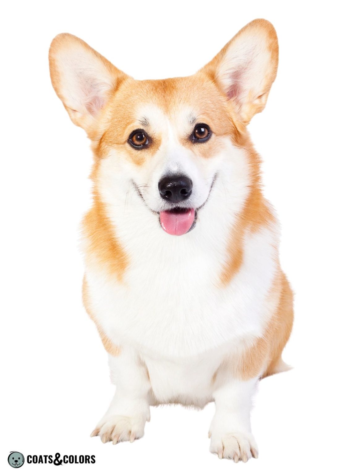 Pembroke Welsh Corgi Coat Colors | Coats and Colors