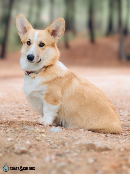 Pembroke Welsh Corgi Coat Colors | Coats and Colors