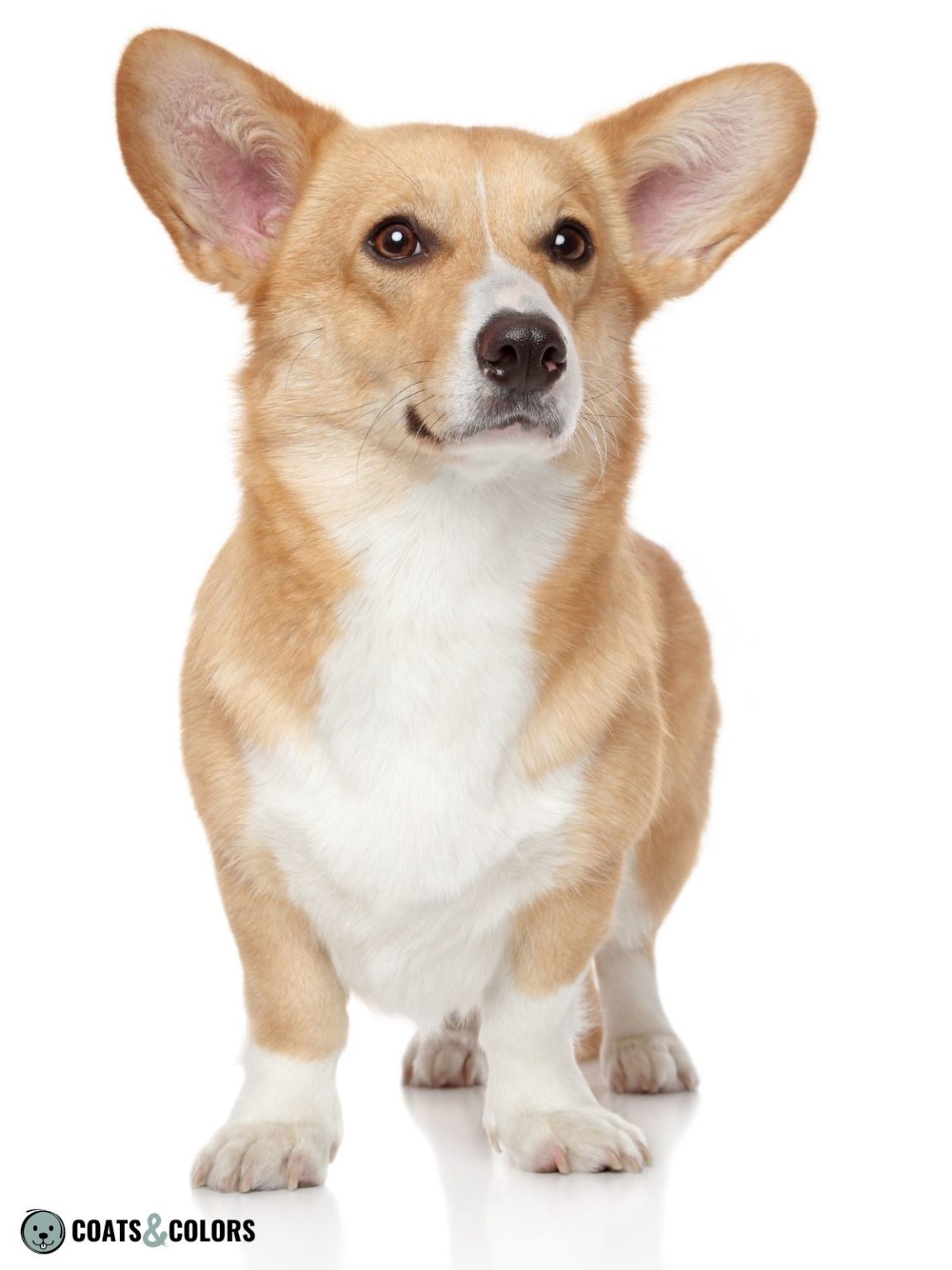 Pembroke Welsh Corgi Coat Colors | Coats and Colors