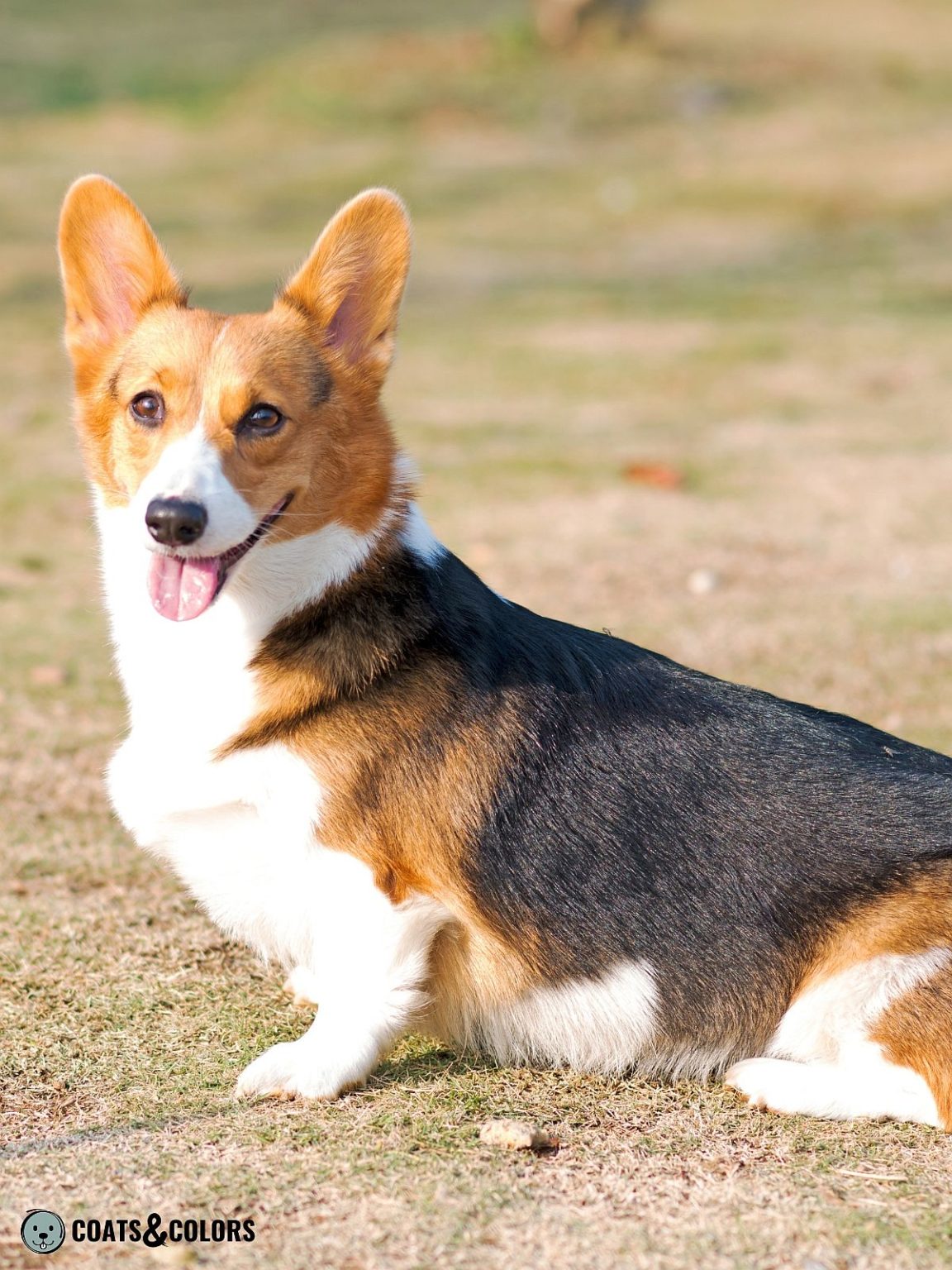 Pembroke Welsh Corgi Coat Colors | Coats and Colors