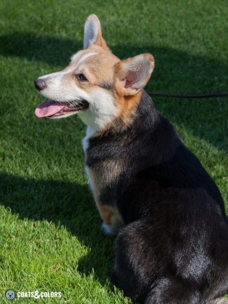 Pembroke Welsh Corgi Coat Colors | Coats and Colors