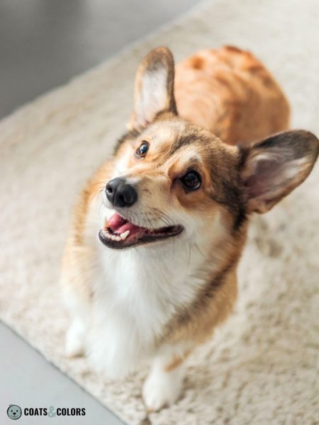 Pembroke Welsh Corgi Coat Colors | Coats and Colors