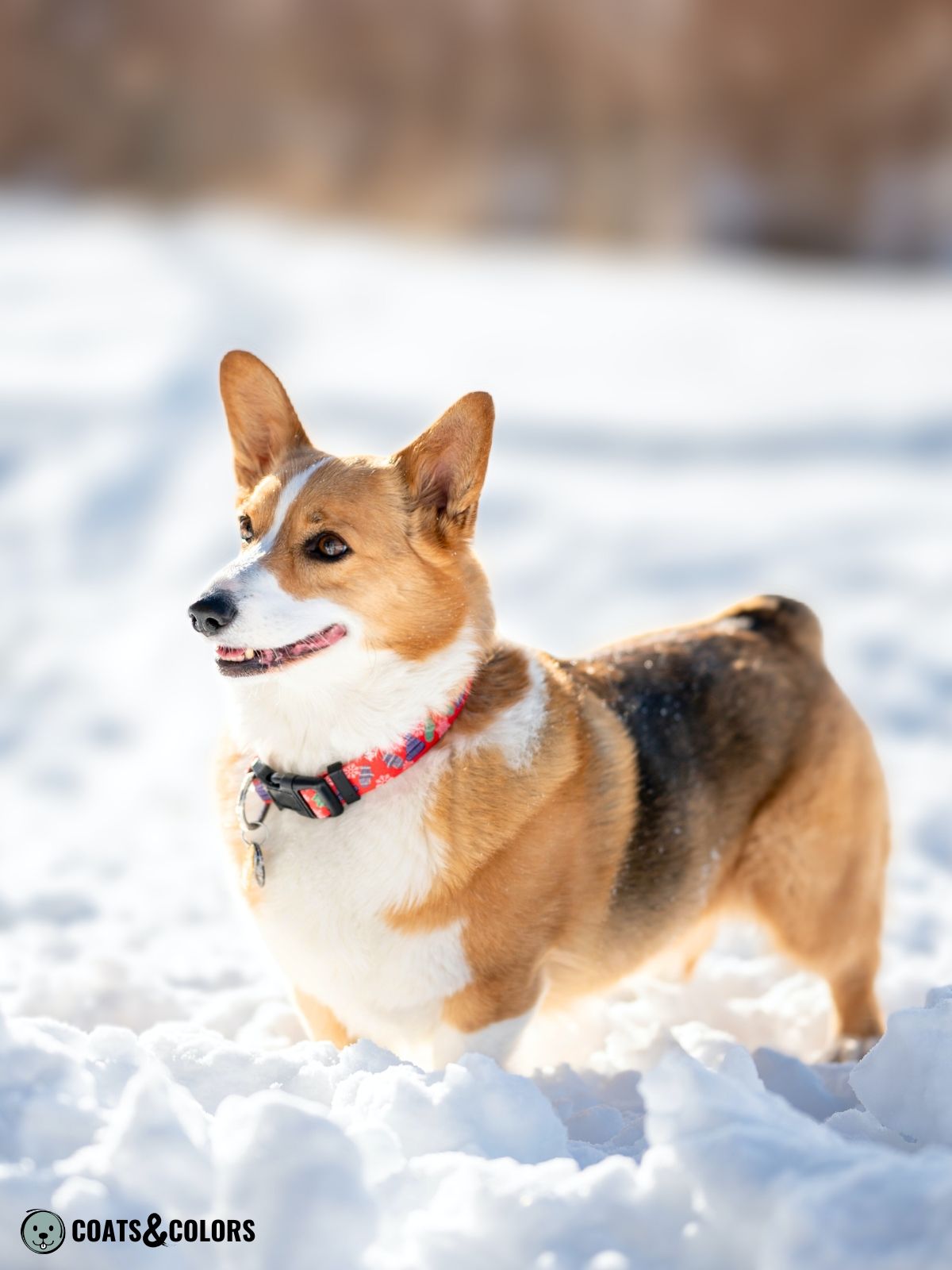 Pembroke Welsh Corgi Coat Colors | Coats and Colors