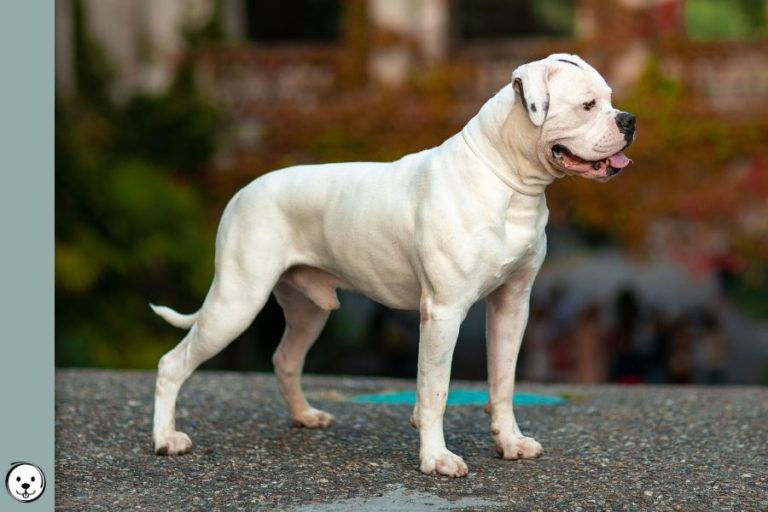 American Bulldog Coat Colors | Coats and Colors