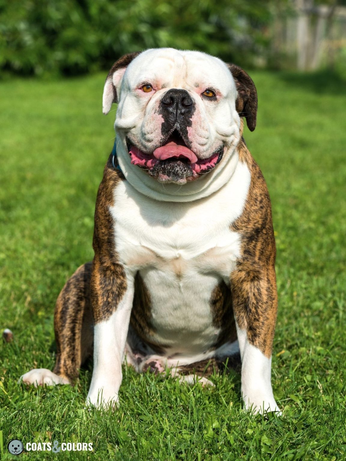 American Bulldog Coat Colors | Coats and Colors
