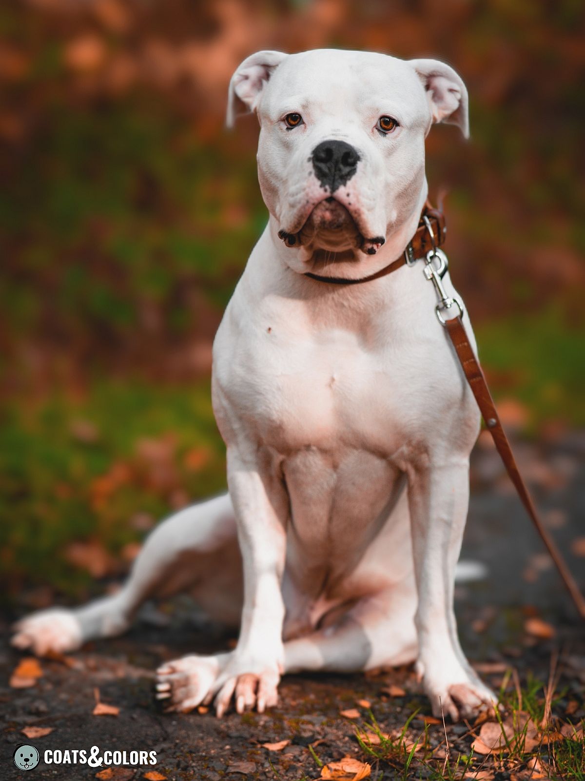 American Bulldog Coat Colors | Coats and Colors