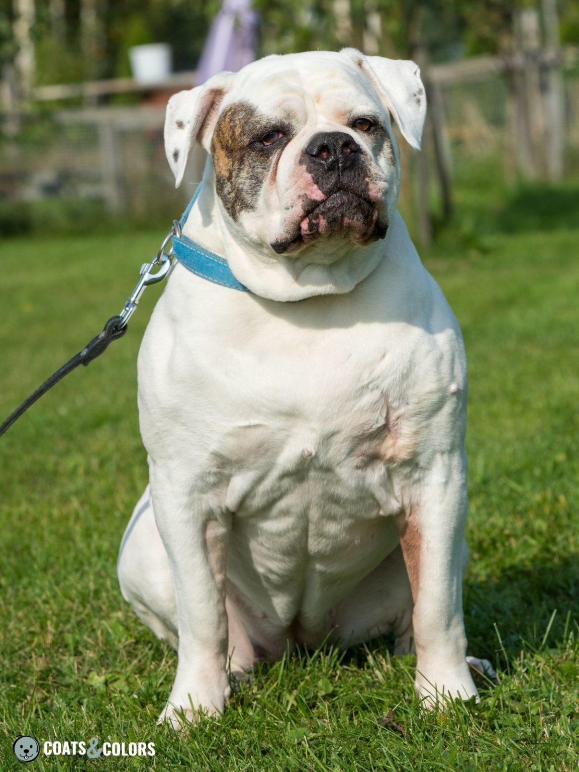 American Bulldog Coat Colors | Coats and Colors