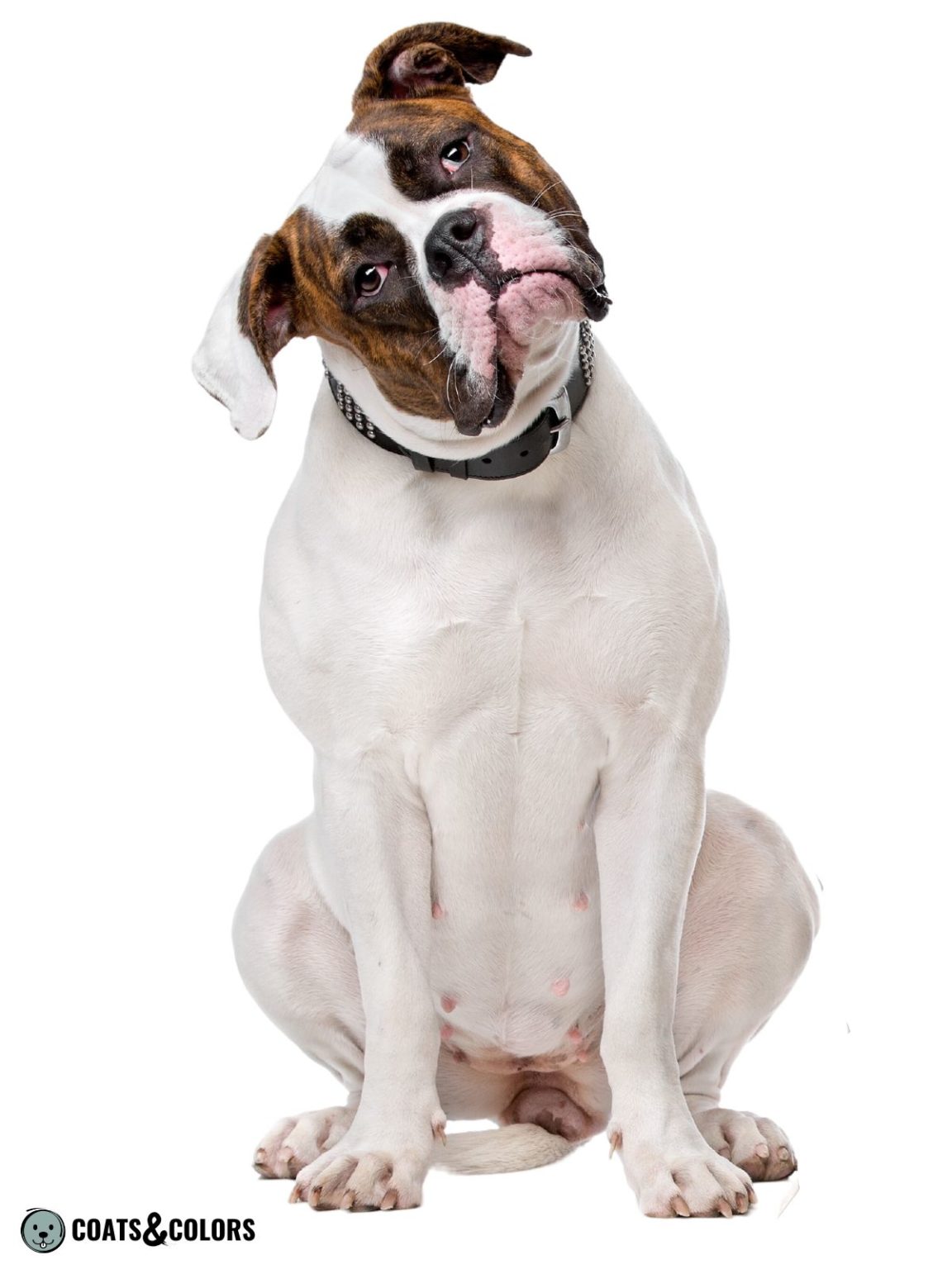 American Bulldog Coat Colors | Coats and Colors