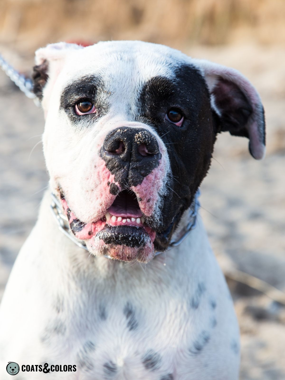 American Bulldog Coat Colors | Coats and Colors