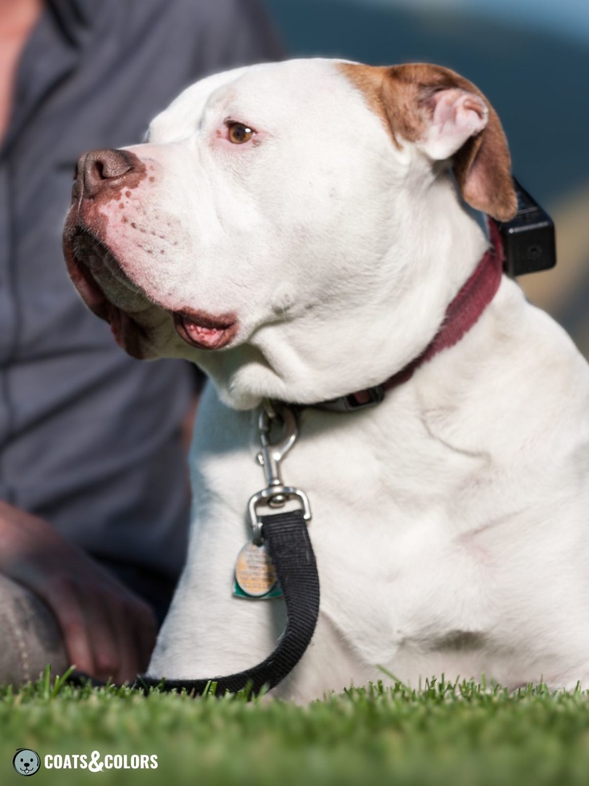 American Bulldog Coat Colors | Coats and Colors