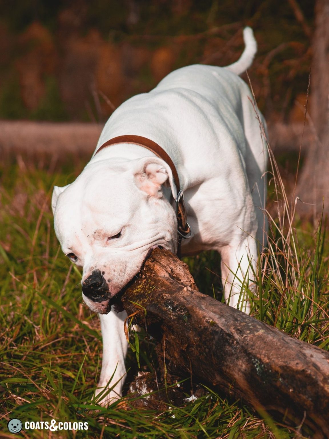 American Bulldog Coat Colors | Coats and Colors