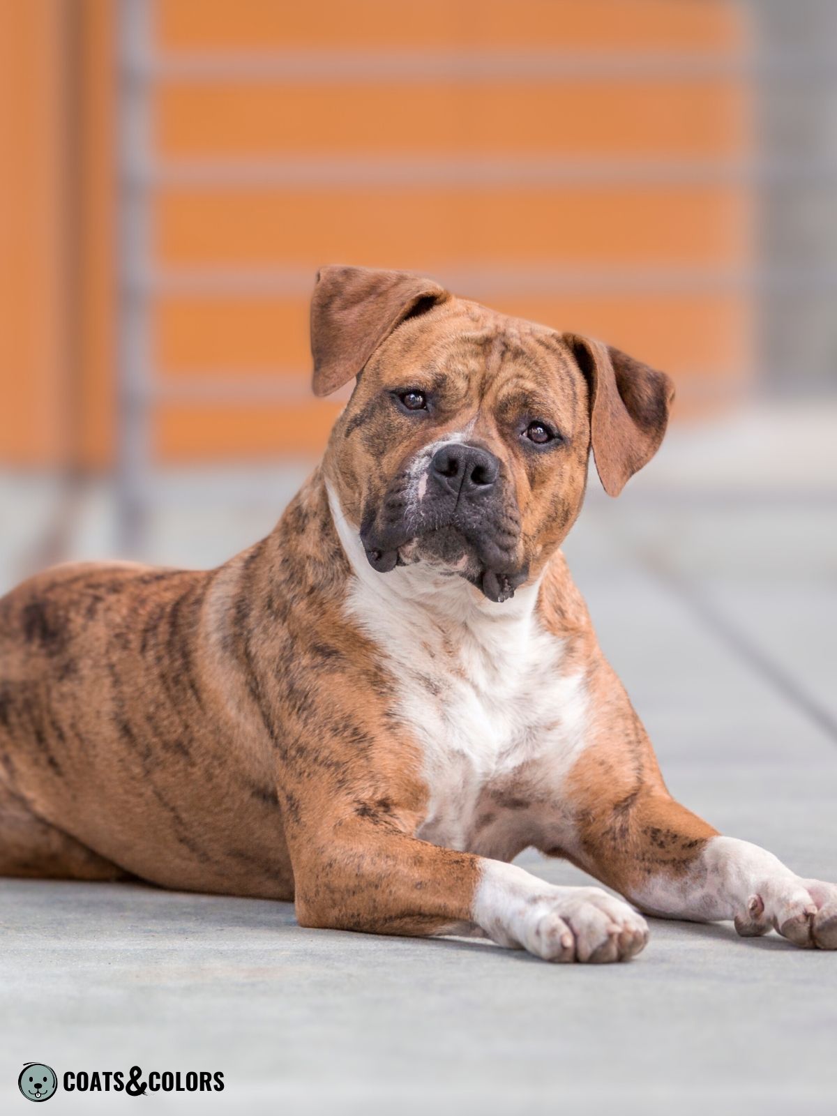 American Bulldog Coat Colors | Coats and Colors