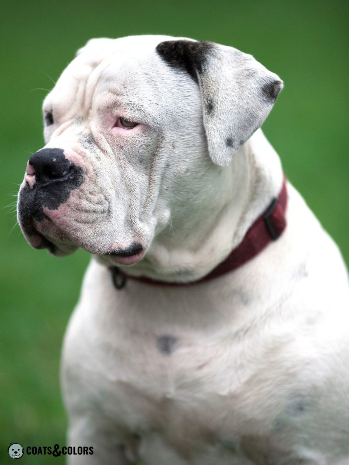 American Bulldog Coat Colors | Coats and Colors