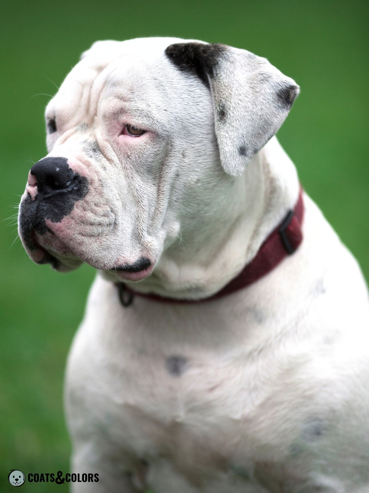 American Bulldog Coat Colors | Coats and Colors