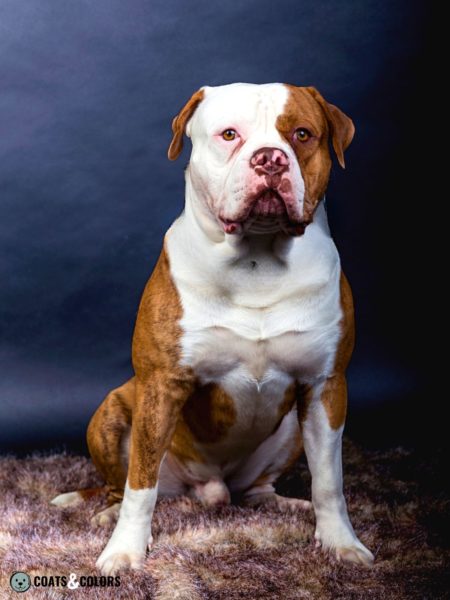 American Bulldog Coat Colors | Coats and Colors