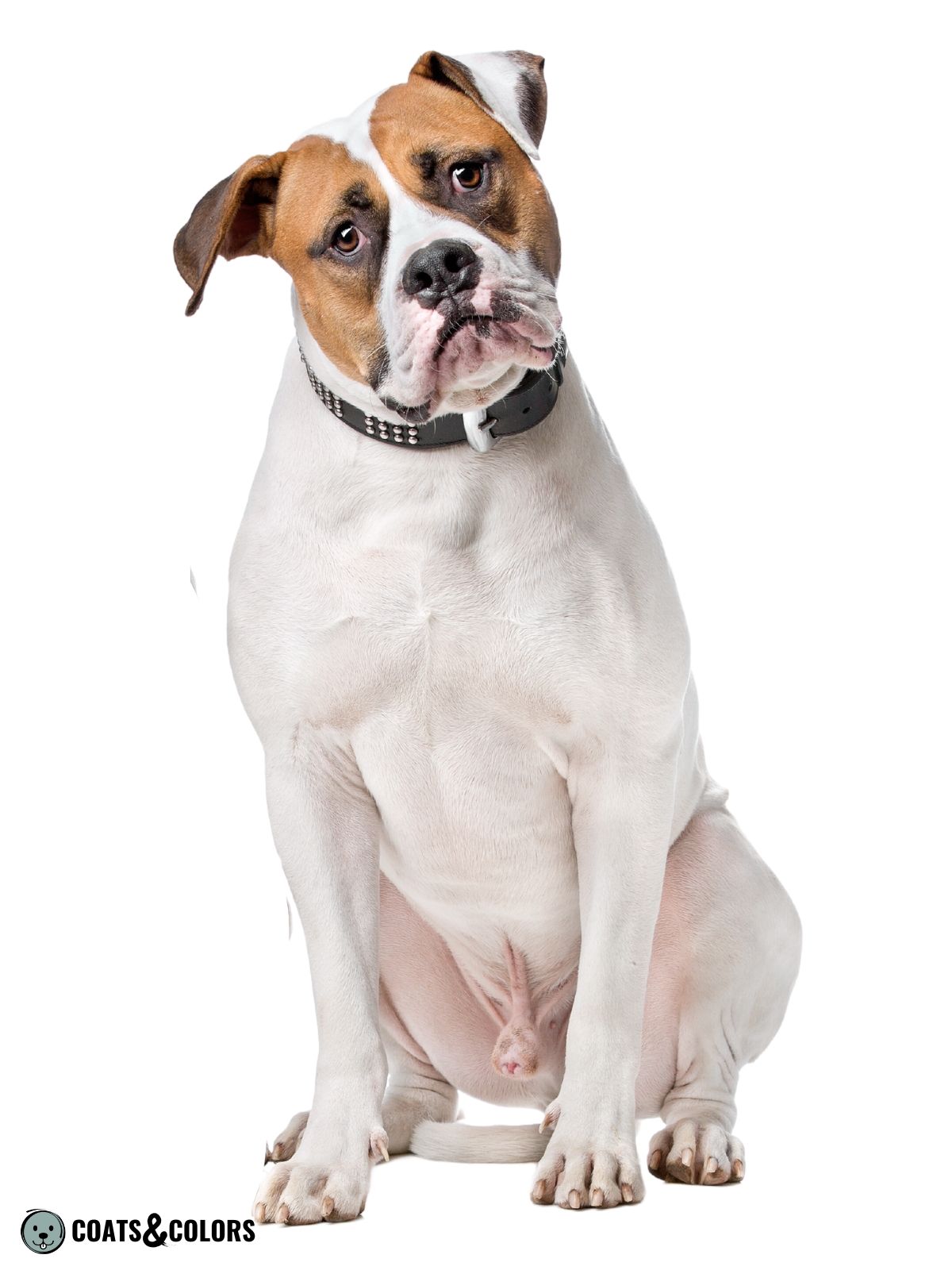 American Bulldog Coat Colors | Coats and Colors